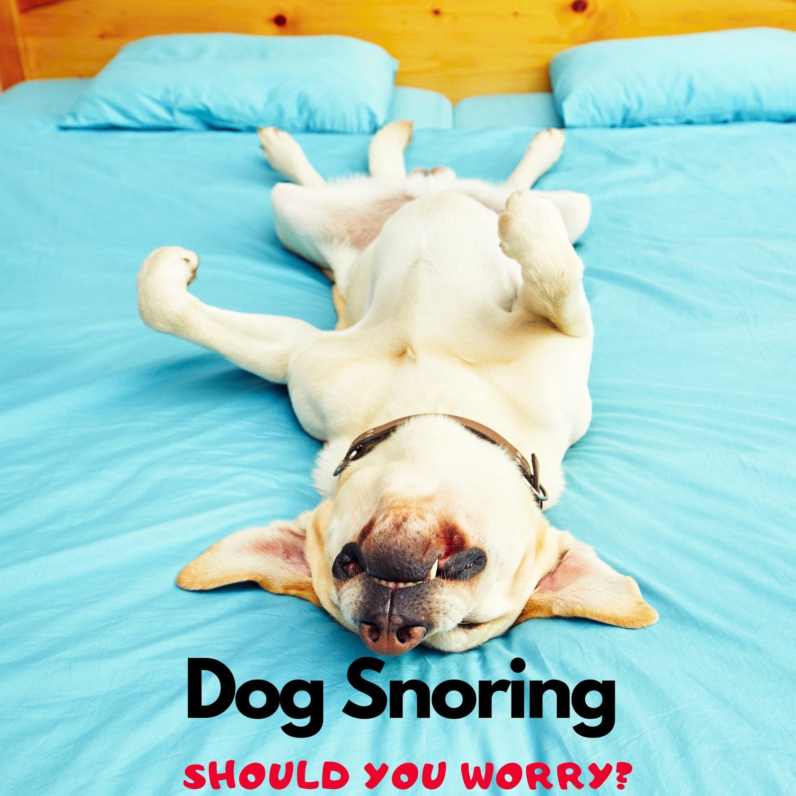 Should I be worried if my dog snores?